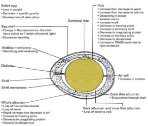 Grade B Eggs - How to Save on Buying Eggs at the Grocery Store
